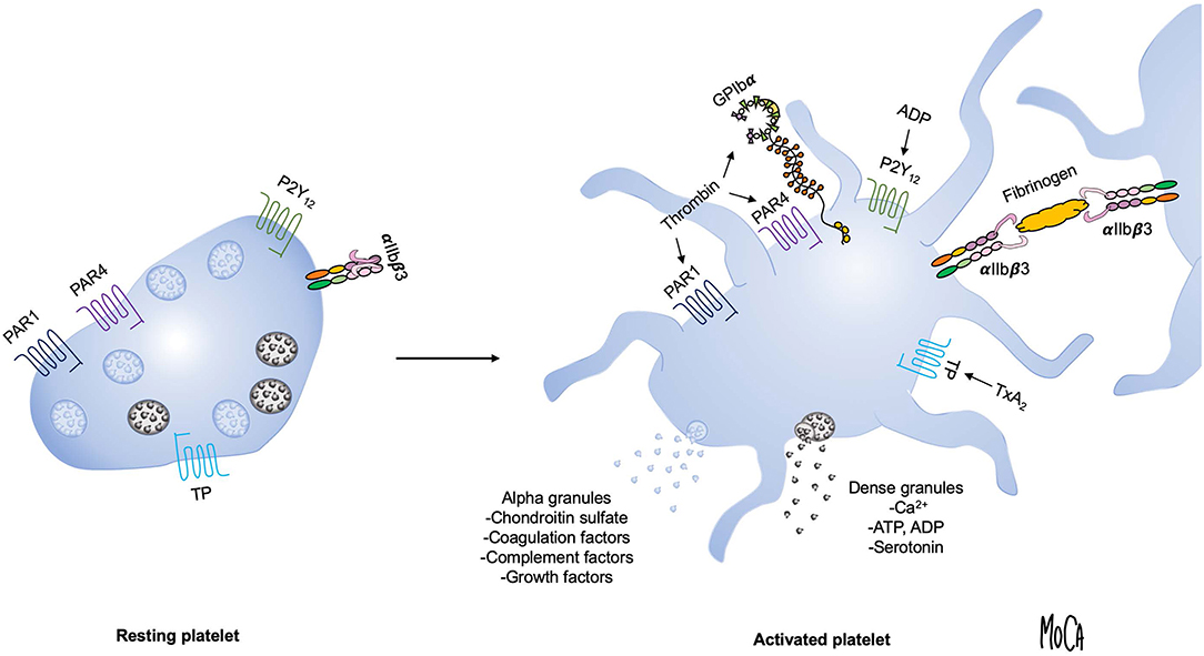 Choosing the Right Platelet Activator: A Comparative Analysis of PRP ...